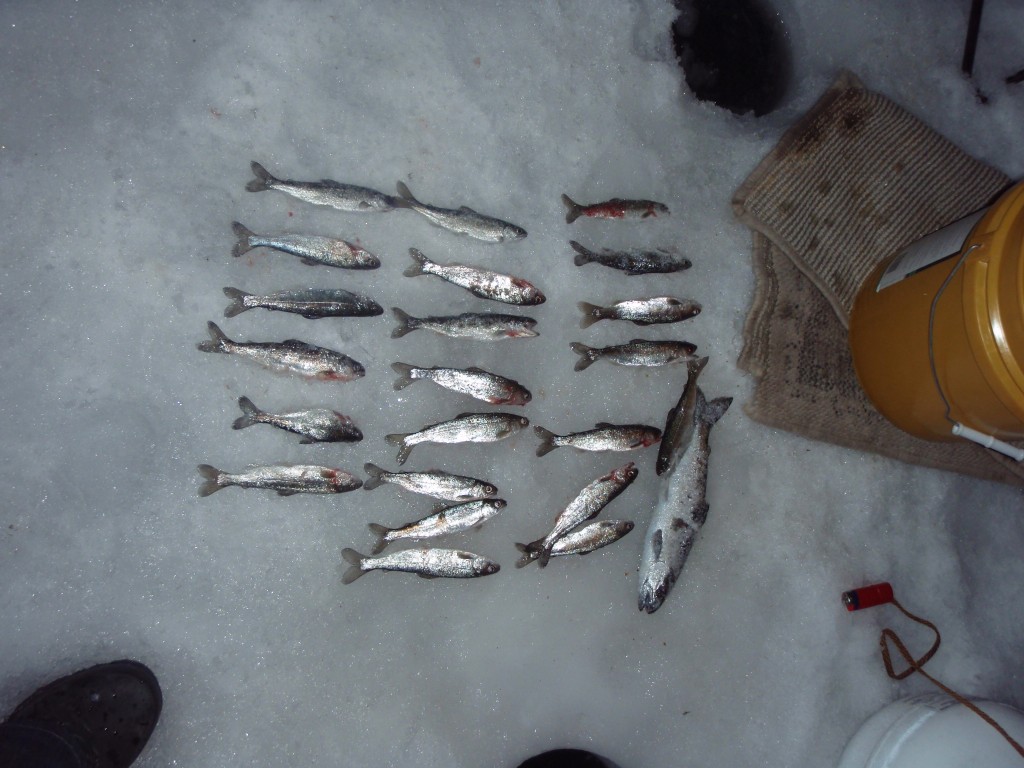 Trout Unlimited Issues Statement on Genetically Engineered Salmon